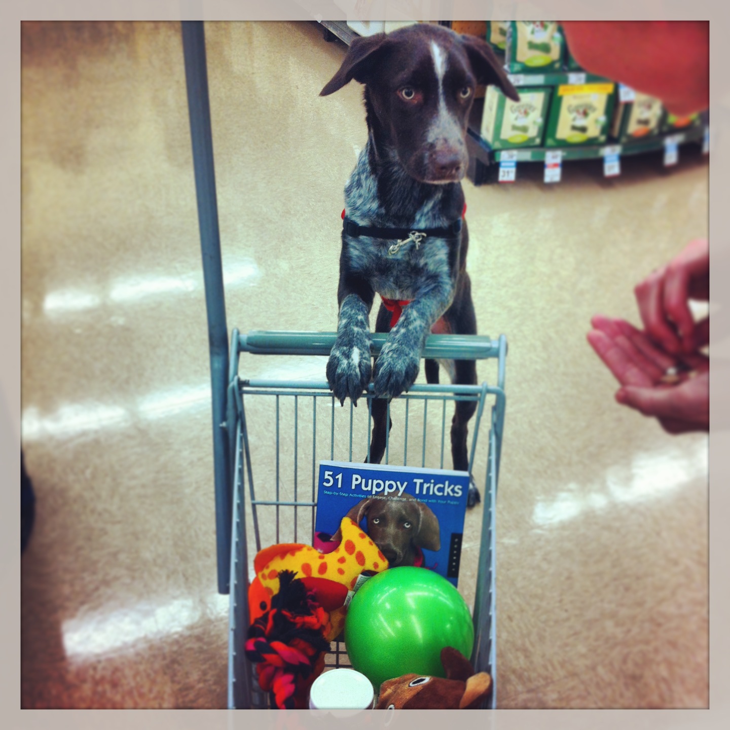 Circus School | Perfect Canine Plus Academy, LLC